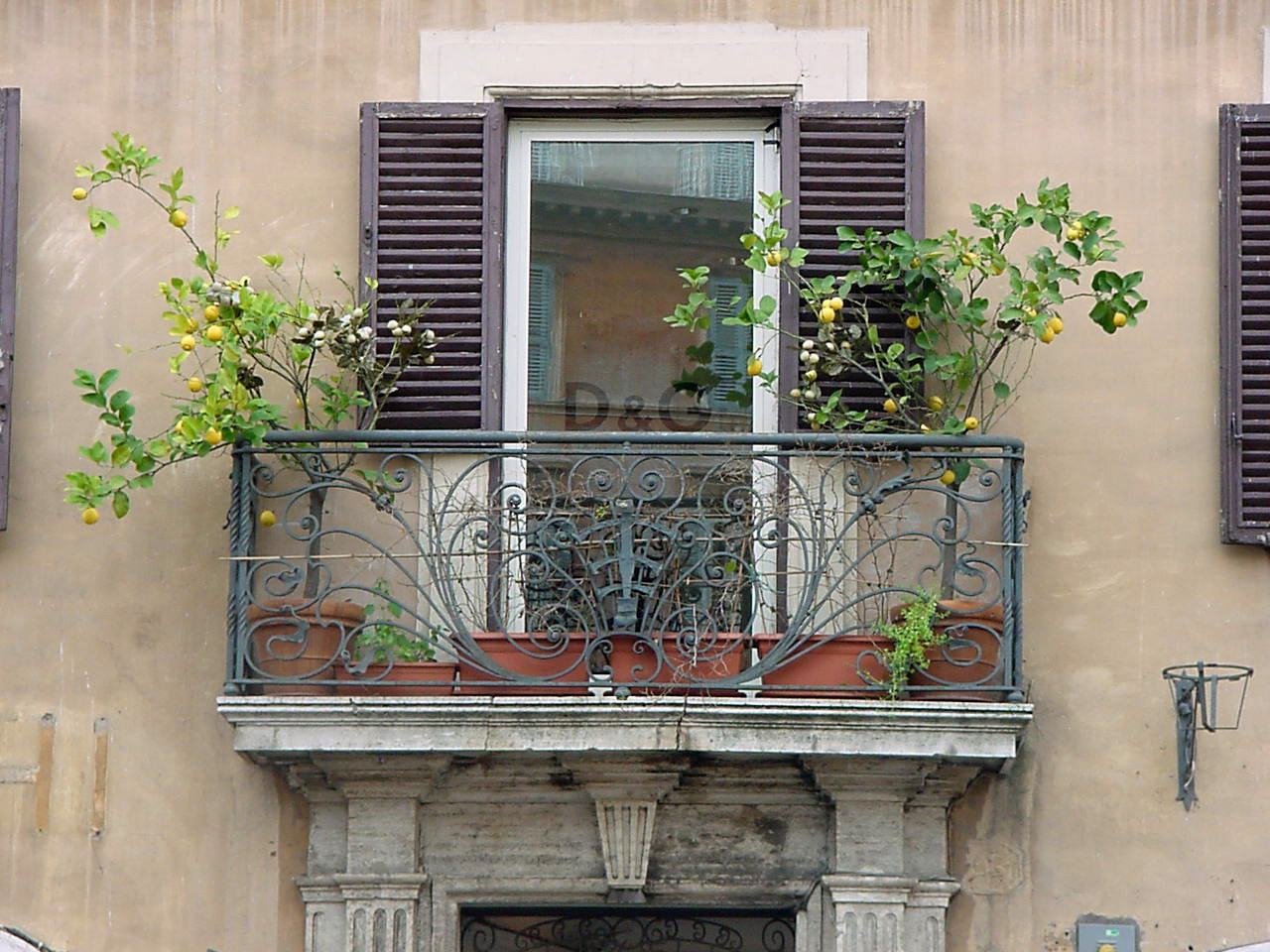 rome-d-g-lemon-tree-4 – Camera lucida